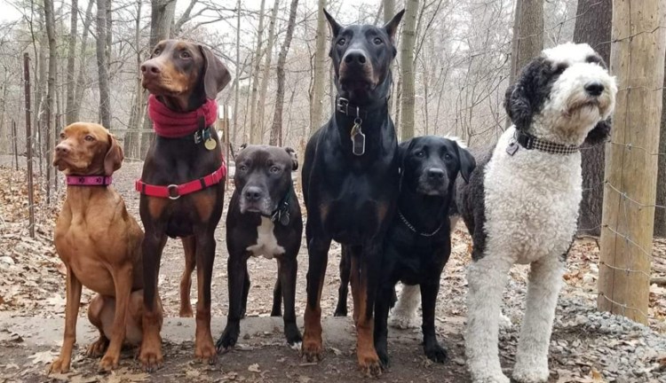 Gallery – K9 'n' Kat